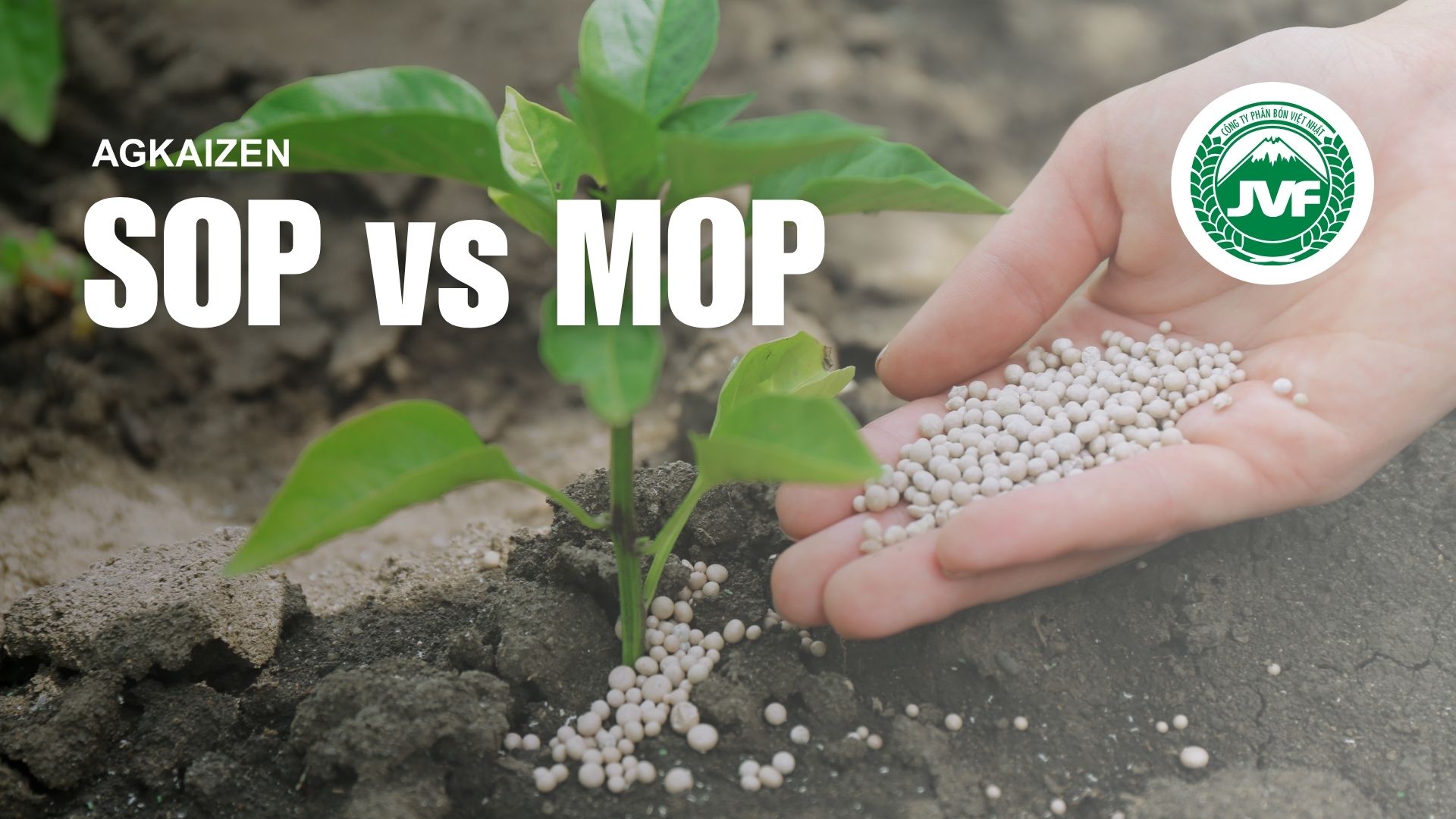 SOP vs MOP: Everything You Need To Know | Malaysia's Leading Japanese ...