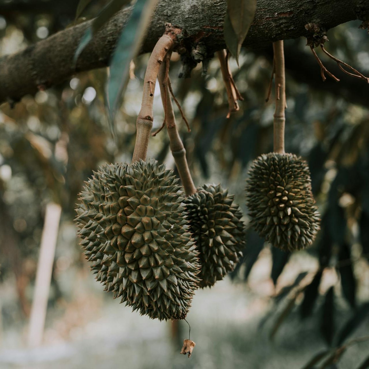 AGKaizen | JVF Fertilizer's Sole Distributor & Supplier In Malaysia