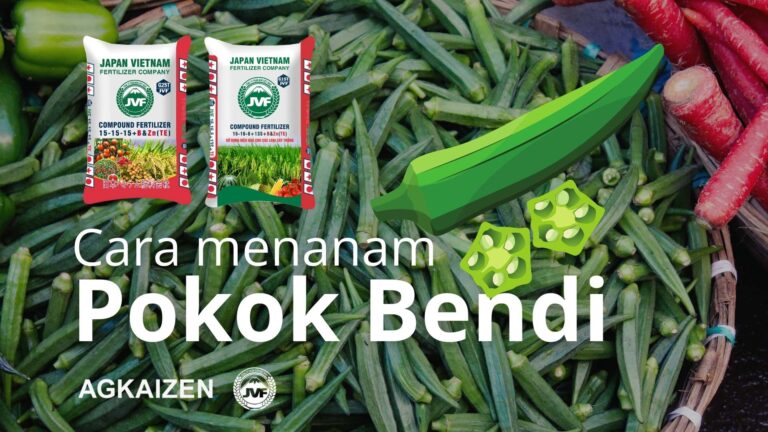 Pokok Bendi: Cara Menanam Pokok Bendi Untuk Ladang Besar | Malaysia's ...